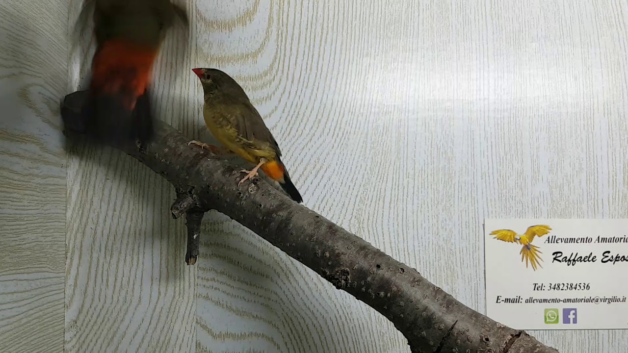 Amandava subflava - bengalino ventrearancio (coppia) - YouTube