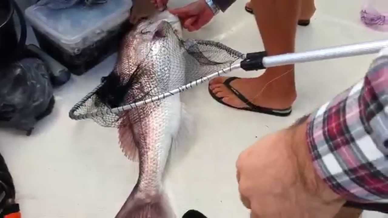 90cm (20 lb) snapper caught at Rottnest Island, Perth. Fish breaks ...