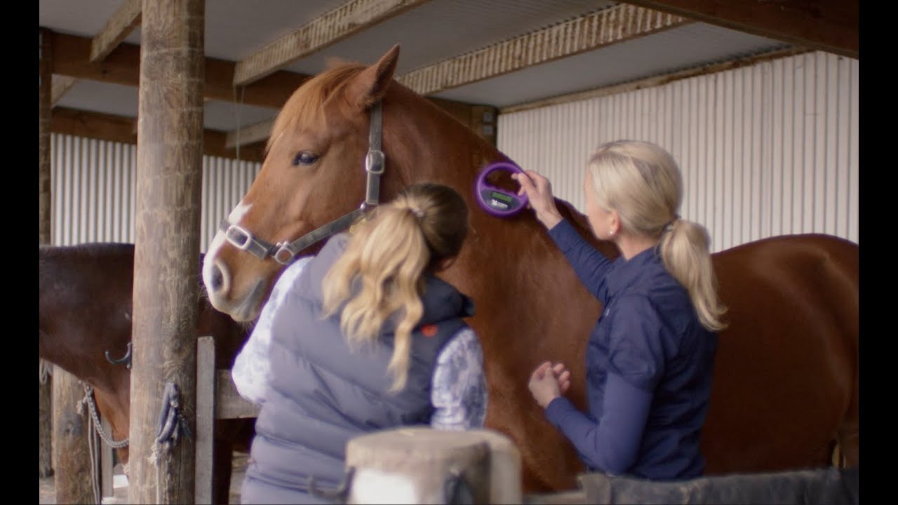 Equine Microchip Implanting Guide - YouTube