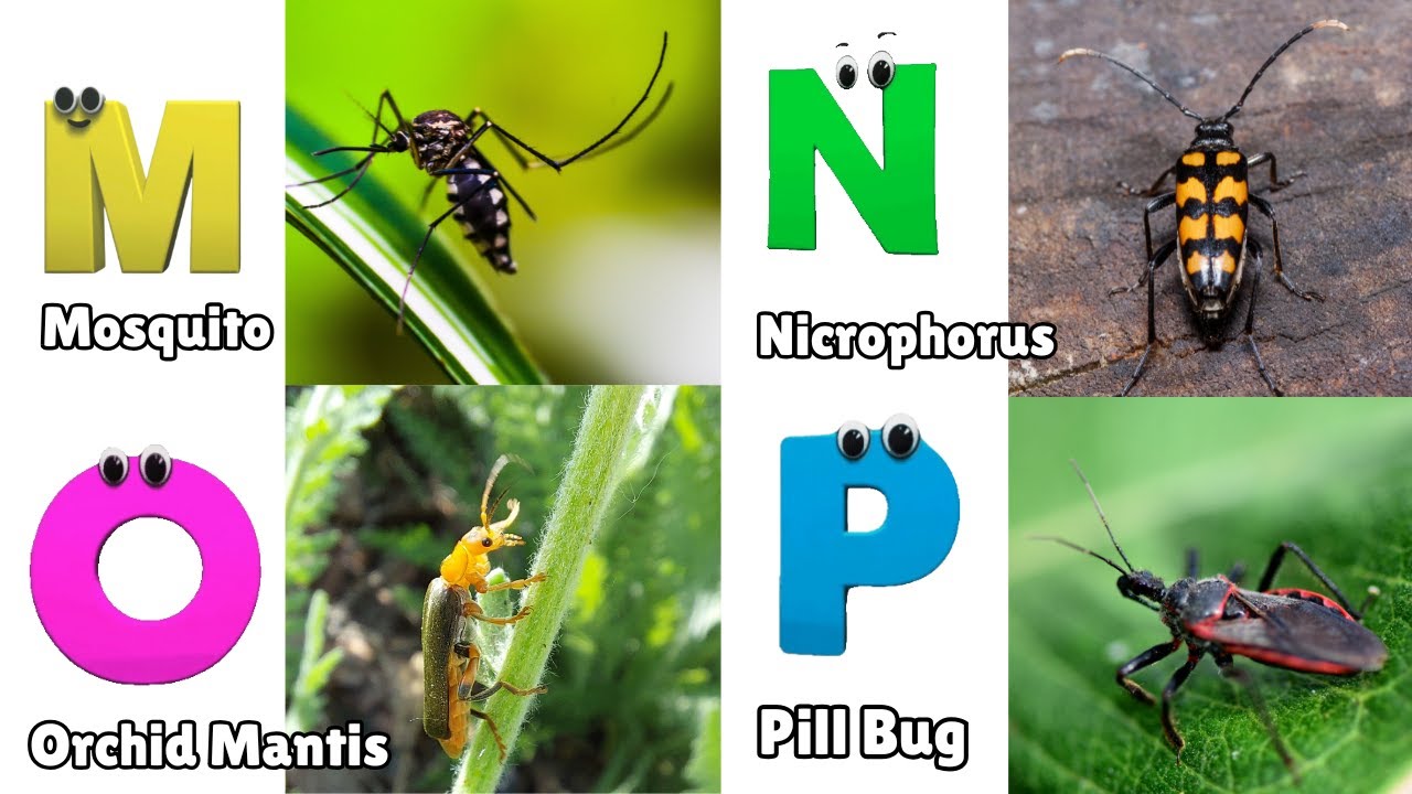 Insects & Bugs ABC Song for Kids | Alphabet Letters | Phonics for Kids ...