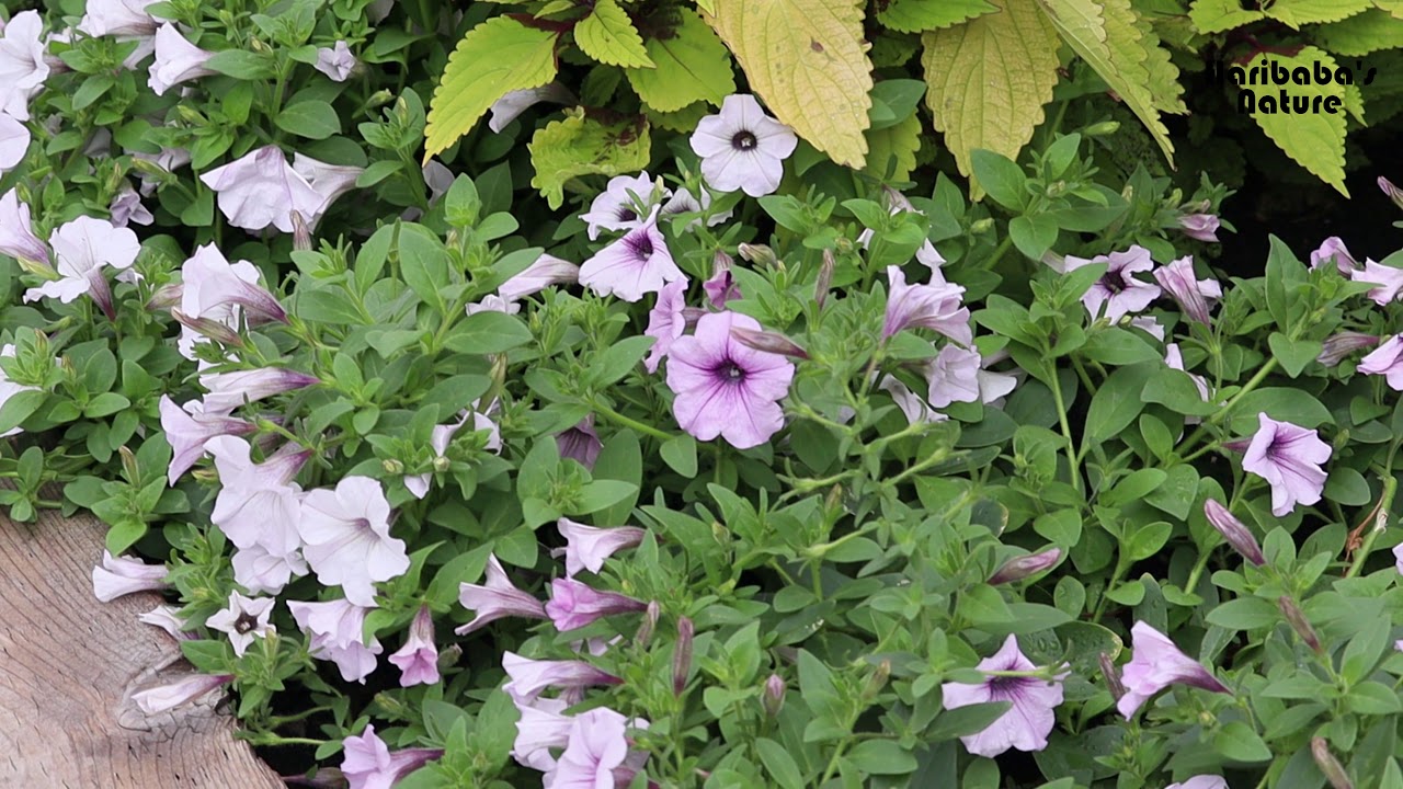 Flowers-Part1 FaZe Rug FGTeeV JFlaMusic Clash of Clans Guava Juice ...