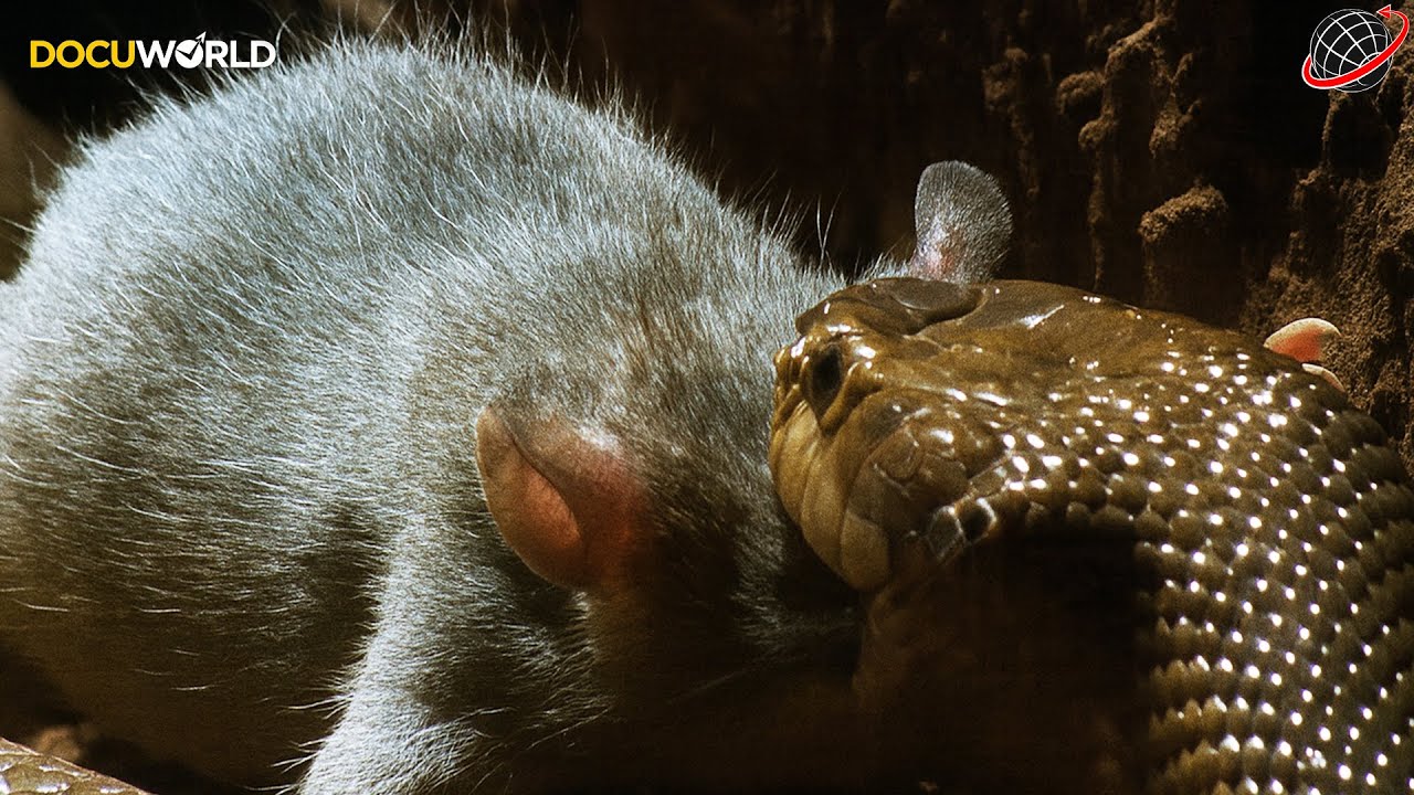 Prey And Predator Episode 1 I The Unlucky Mouse That Encountered A ...