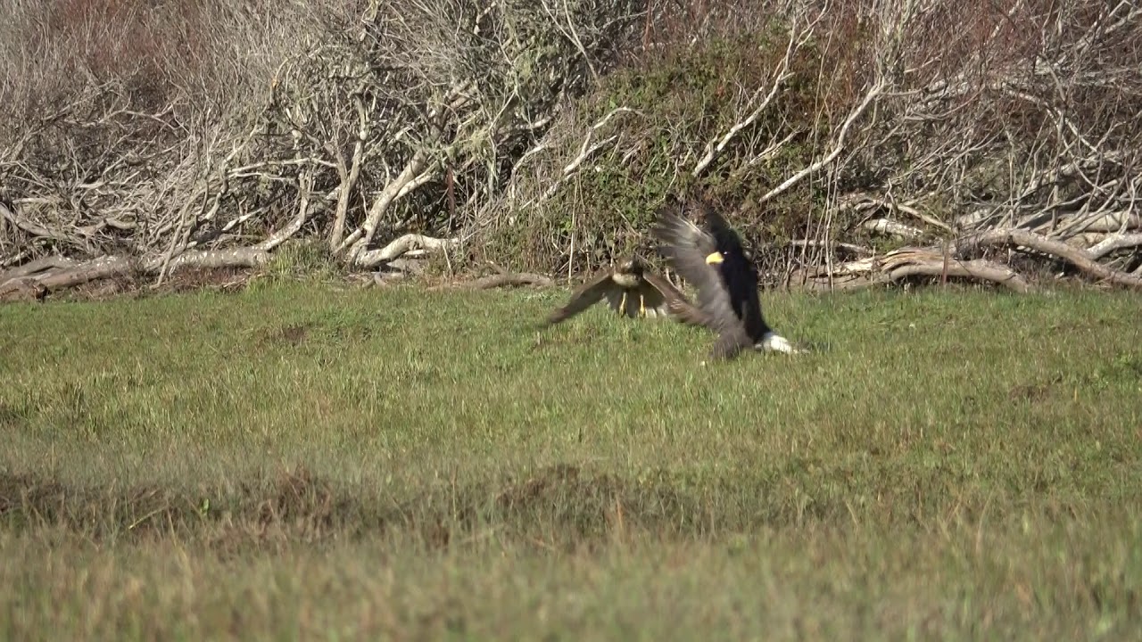 Eagle Steals Duck From a Hawk - YouTube