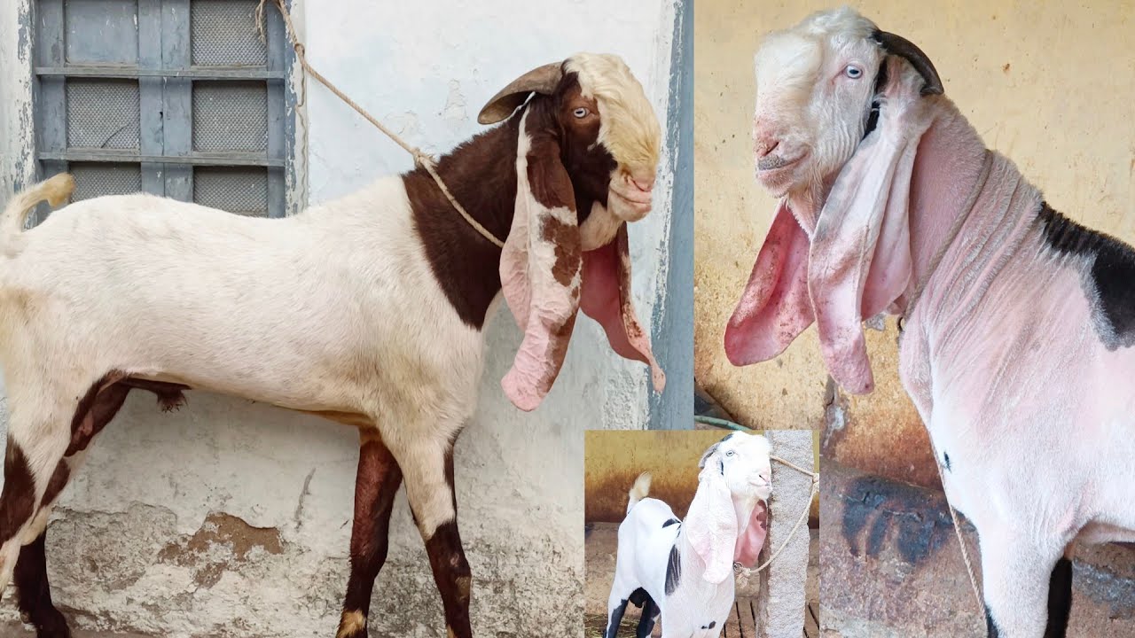 Hyderabadi goat Gulabi male quality breed line Minaj bhai contact - YouTube