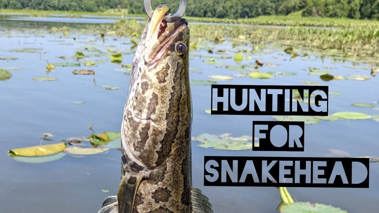 Hunting for Snakehead - YouTube