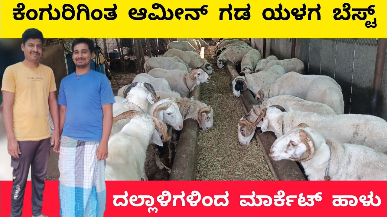 ಅಮೀನ್ ಗಡ ಯಳಗ ಟಗರು ಸಾಕಾಣಿಕೆಯ ಮಾಹಿತಿ | AMINGAD YALAGA SHEEP FARMING ...
