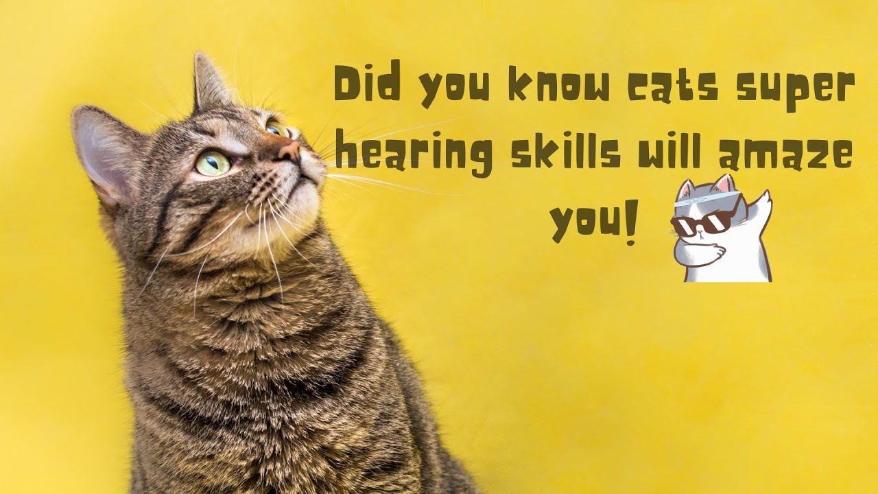 Did you know cats super hearing skills will amaze you! - YouTube