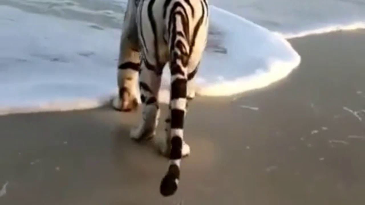 Tiger in beach - YouTube