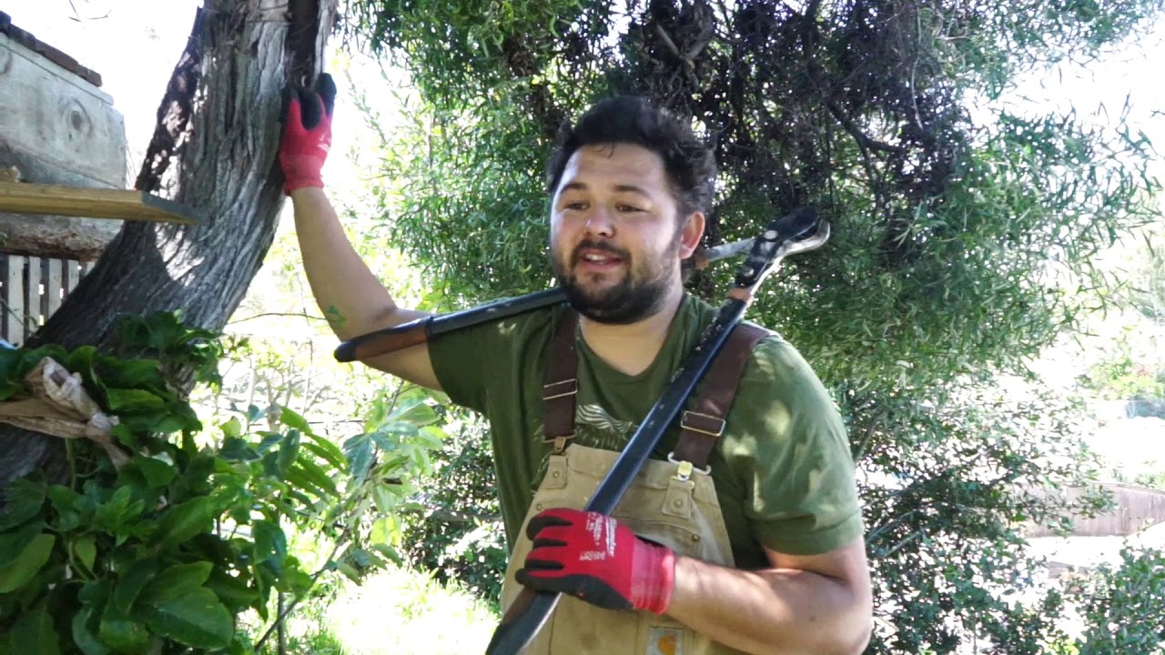 Introduction to CHOP and DROP, a valuable tool for gardening in San ...