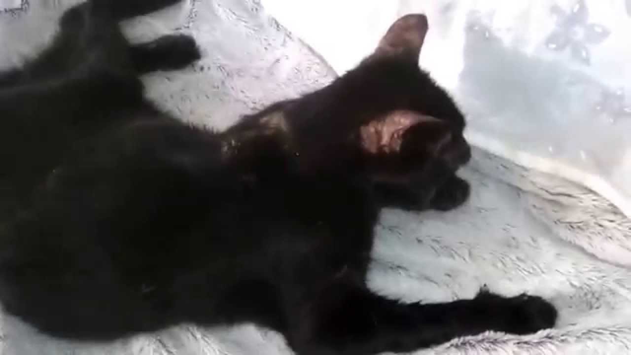 GOOD BYE BIGNOSE CAT VIDEO 1 -- ADIOS GATO NARIZON VIDEO 1 - YouTube