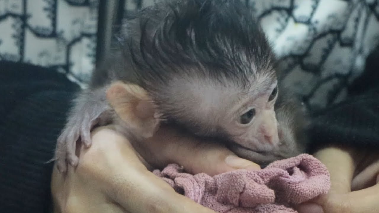 Best time || Monkey Justeene - YouTube