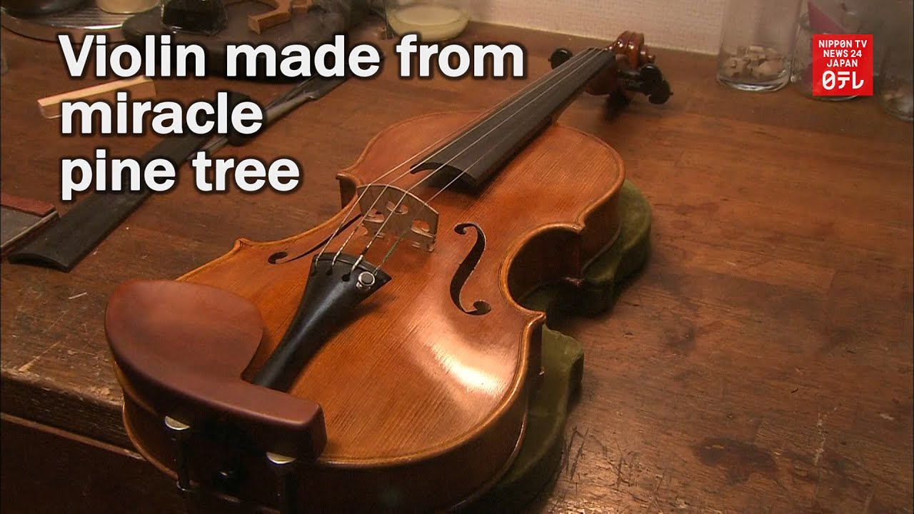 Violin made from miracle pine tree - YouTube