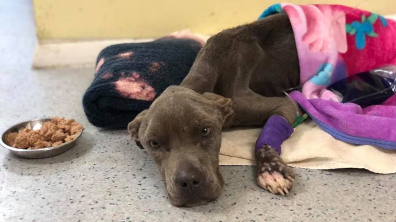 Abandoned Dog Was Starving at A Garbage Dump Site, Crying a Lot From ...