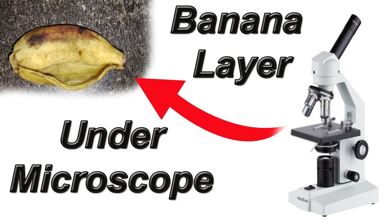 Banana || Under the microscope || - YouTube