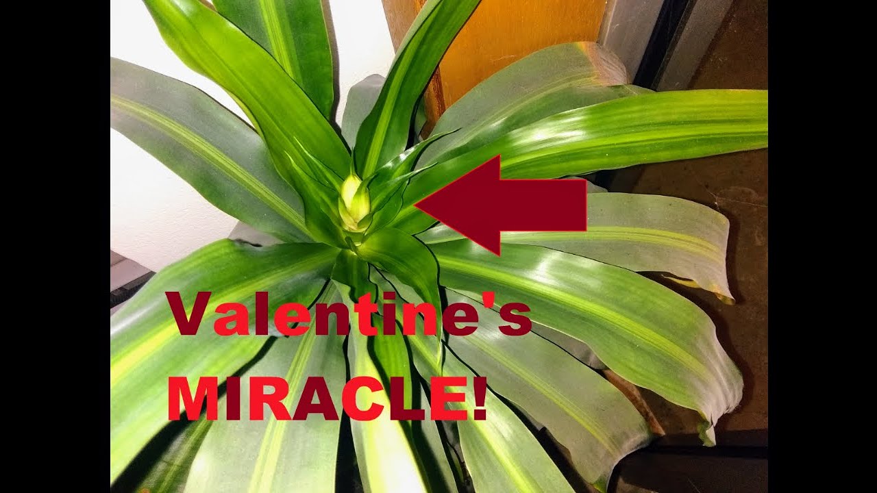 Cane Tree BLOOMS in Time for Valentine's Day - YouTube