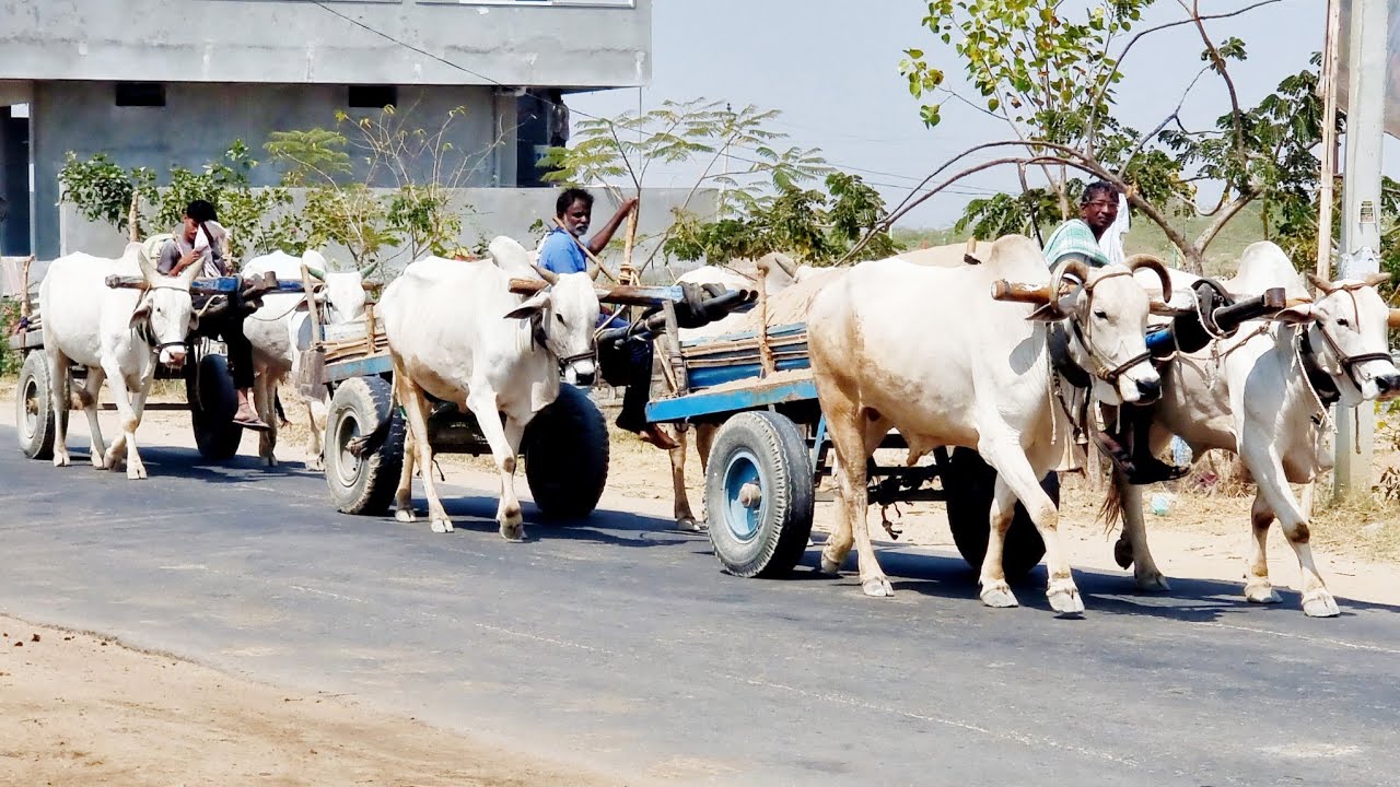 sandy cart-oxen videos-ox videos-cattle videos-bullock cart videos ...