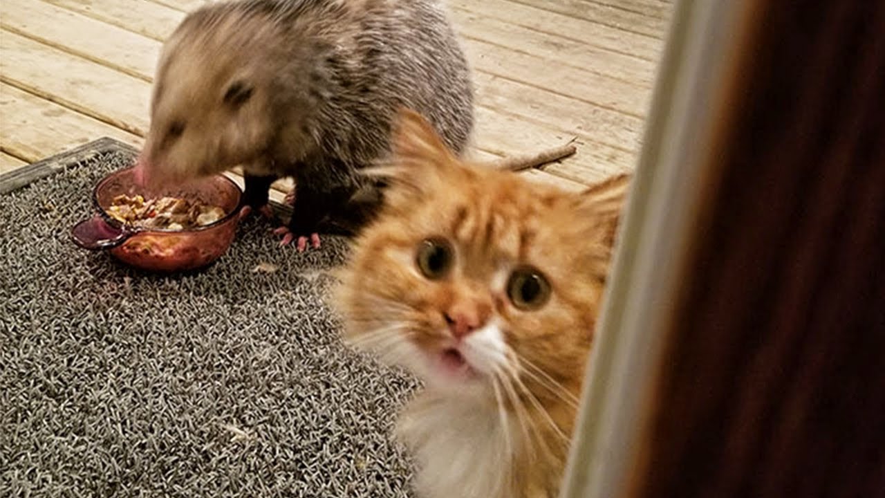 This Cat's Reaction To a Possum Brazenly Devouring His Food Is ...