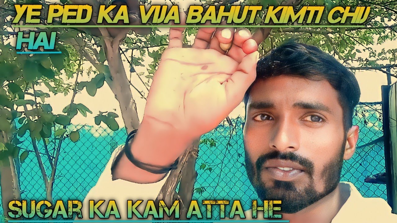 Ye ped ka bija bahut important dawa ka Kam ata he #babasir #BIPILOw # ...