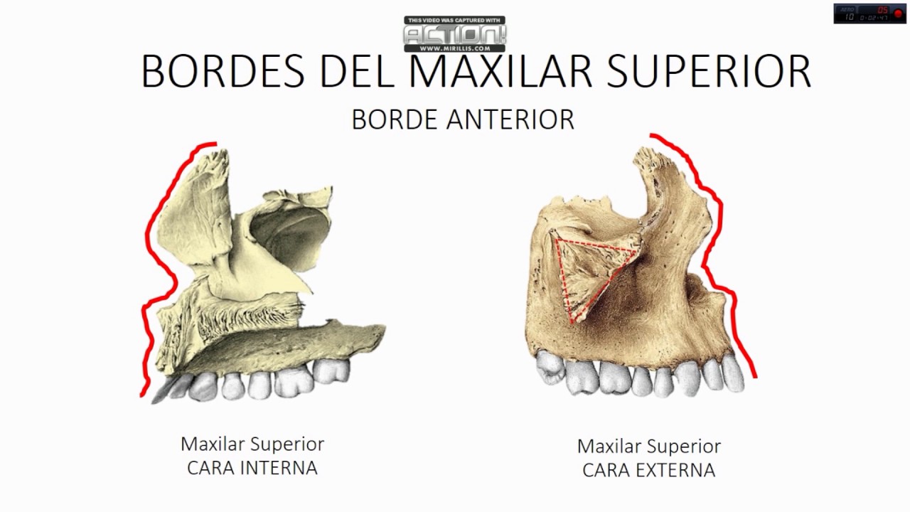 MAXILAR SUPERIOR/ANATOMÍA - YouTube