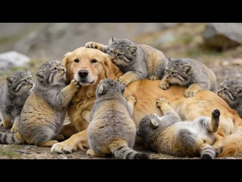You Won't Believe How This Manul Protected His Family.