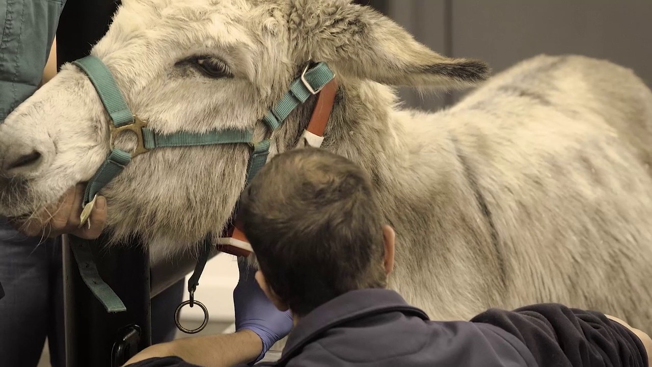 Introducing The Donkey Sanctuary's new donkey hospital - YouTube