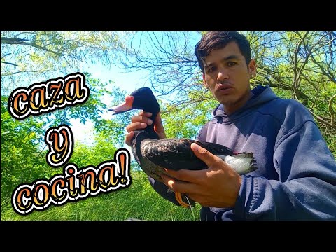 CAZA y COCINA de PATO!🎯🦆 (Fox b3 + Apolo magnum) @Caza1994 - YouTube