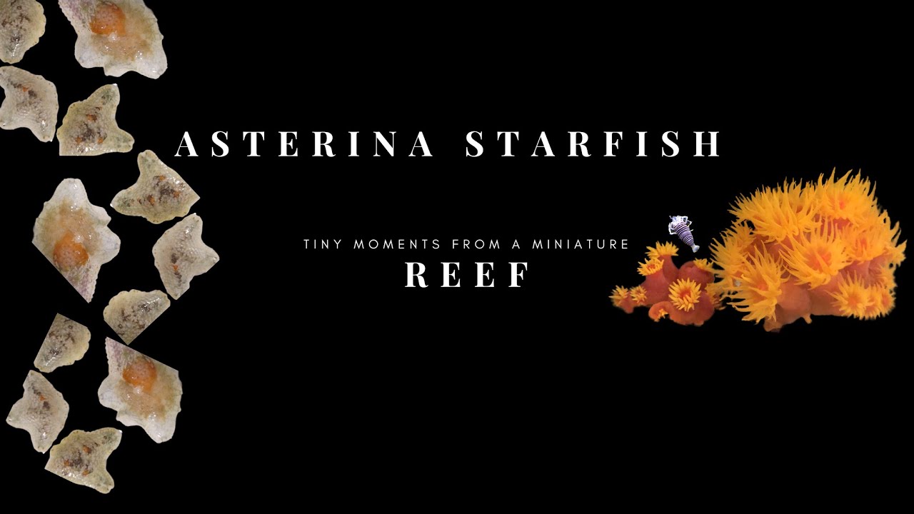 Asterina Starfish under the microscope - YouTube