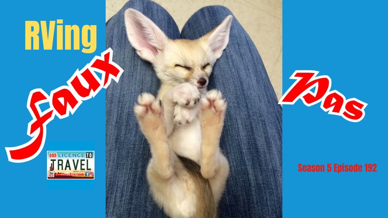 🦊faux pas | fox paws | things we forget to do | don't be in a rush ...