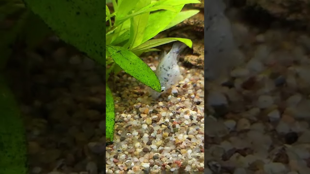 Black And White Spotted Mollies Feeding This Morning #fishtank # ...