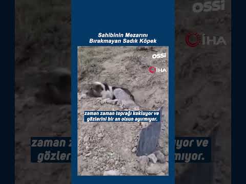 Sahibinin Mezarını Bırakmayan Sadık Köpek 😭