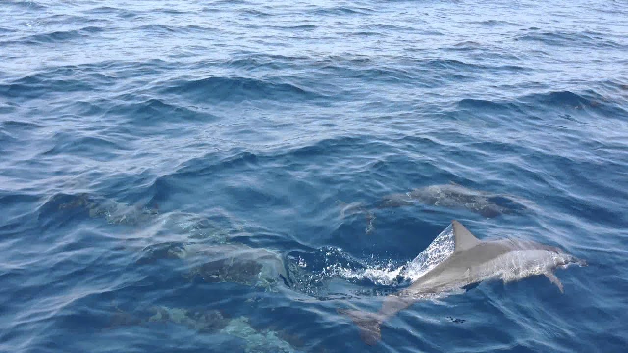 Dolphin watching tour in Muscat, Oman while staying at the Al Bustan ...