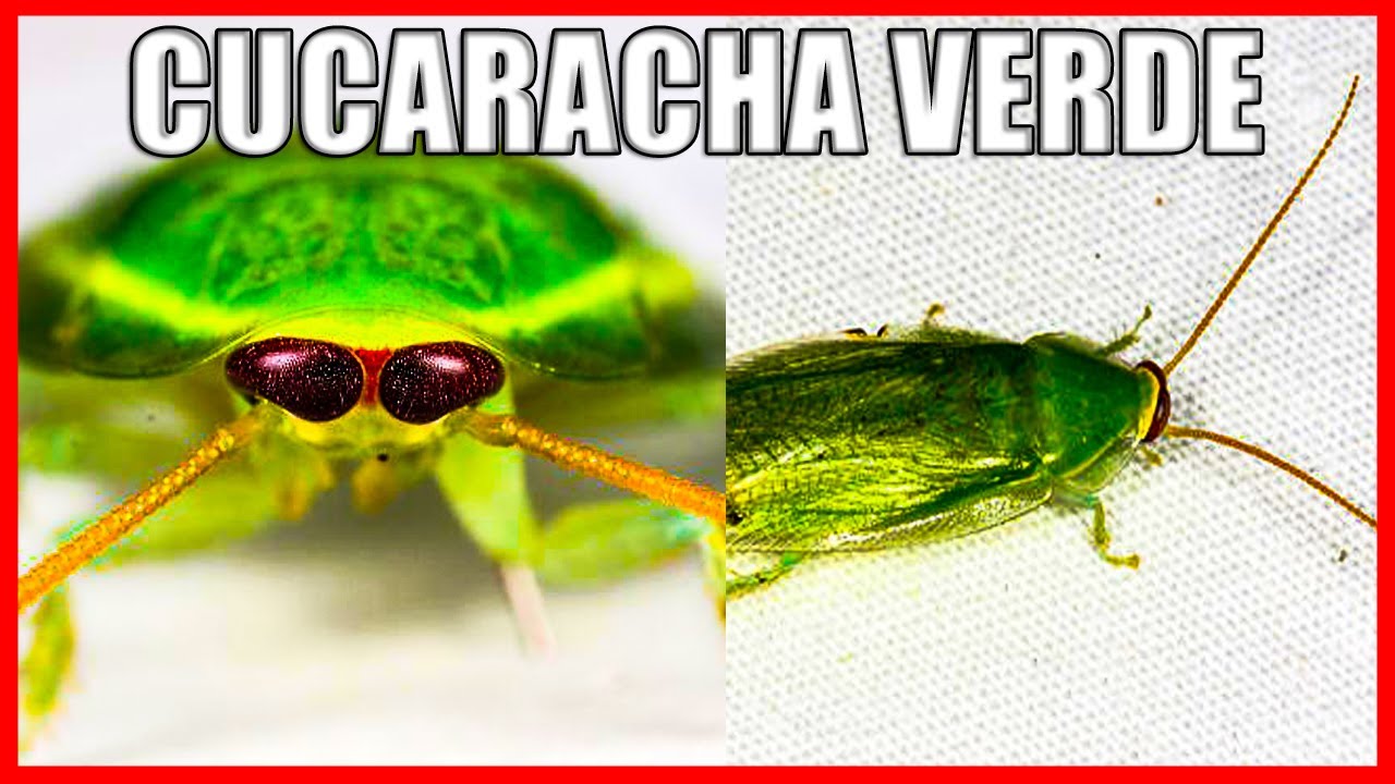 😱 ¿Sabias Que? Cucaracha Verde ( Panchlora Nivea ) - YouTube