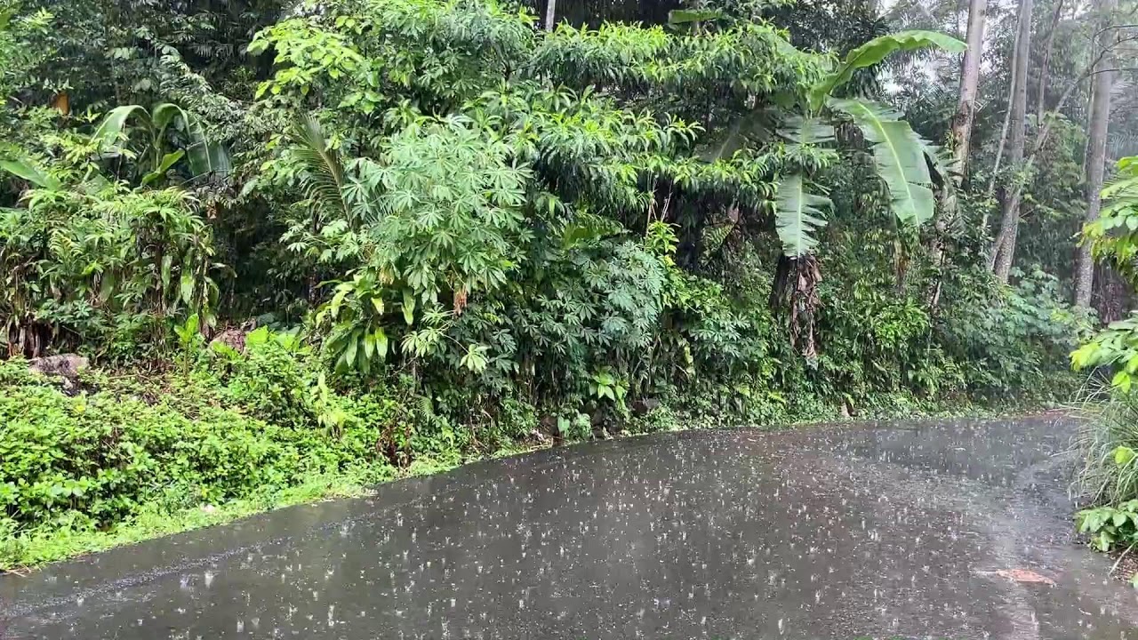 🔴 Live: Calm Rainfall Ambience for Stress Relief & Deep Sleep | Rain ...