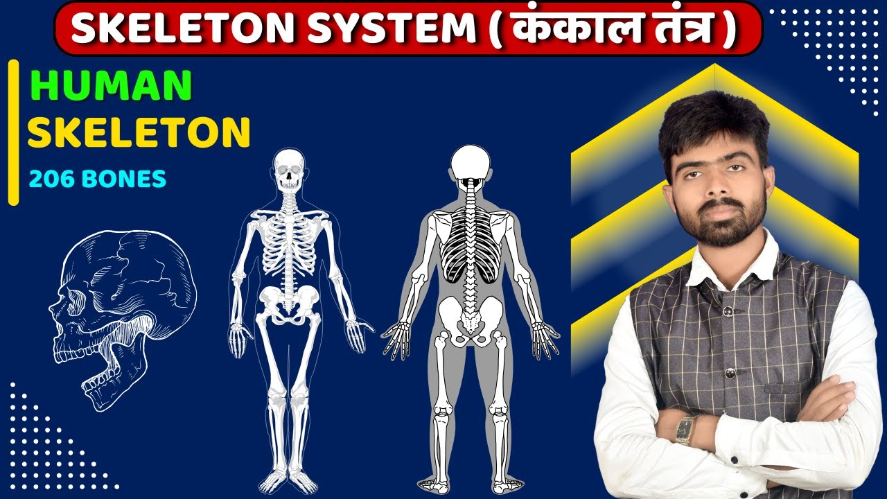 SKELETON SYSTEM | कंकाल तंत्र | BIOLOGY CLASS 9TH & 10TH BIHAR BOARD ...