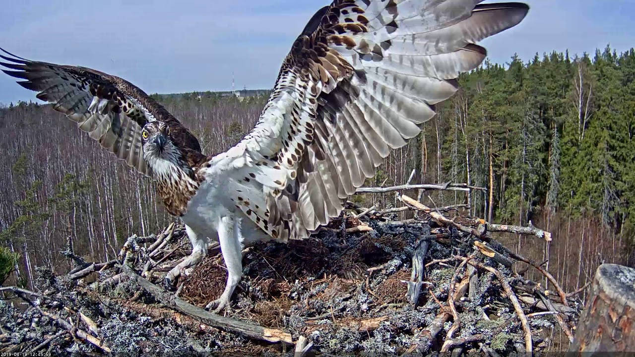19/04/2019 12:45 Osprey LF on kalakotkas nest (Estonia) - YouTube