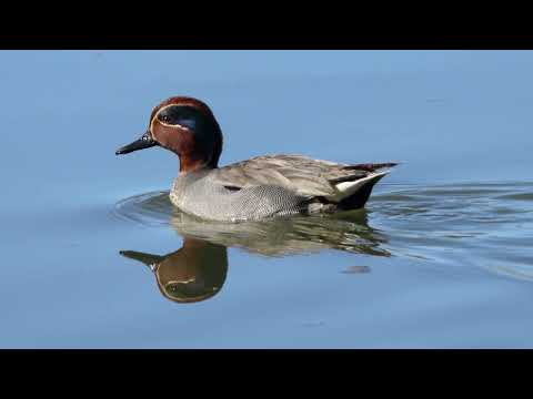 Oasi Naturalistica La Madonnina Sant'Albano Stura Cn 11 Marzo 2023