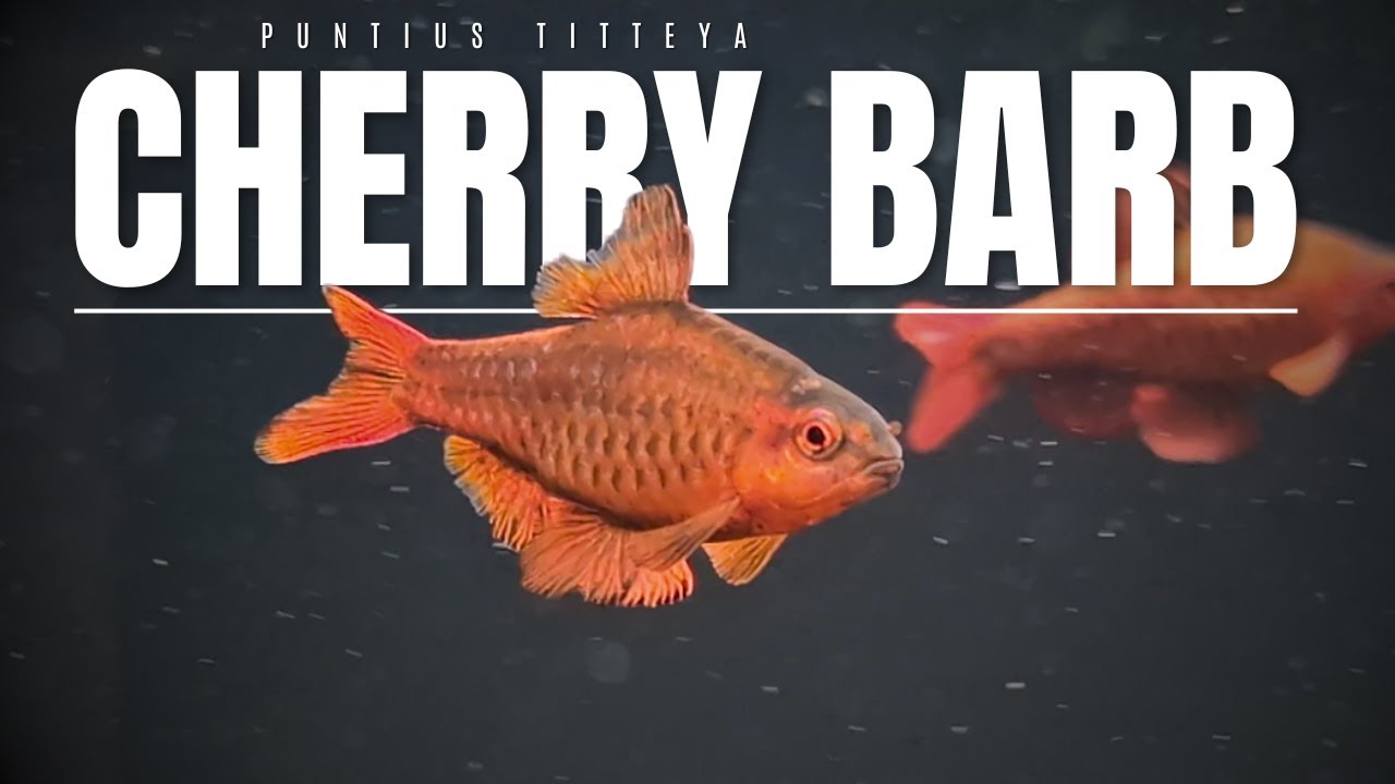 The ideal beginners fish: Cherry barb care guide - YouTube