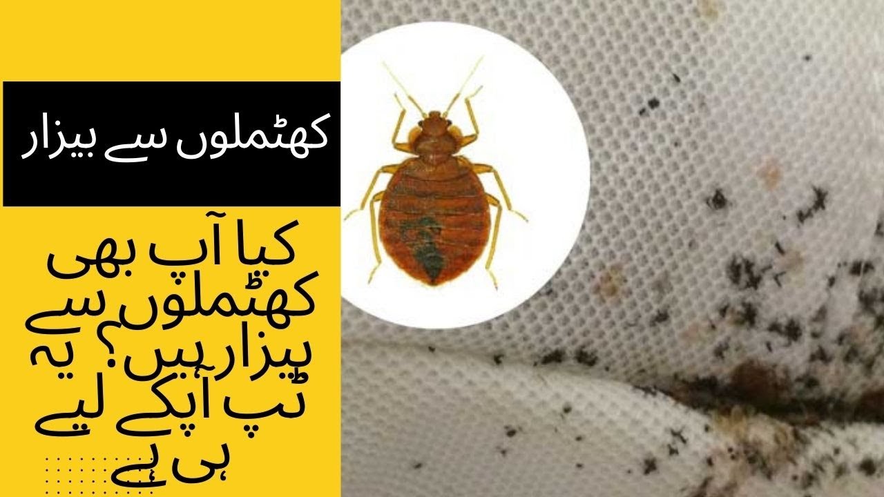 Are you tired of bed bugs too? This tip is just for you - YouTube