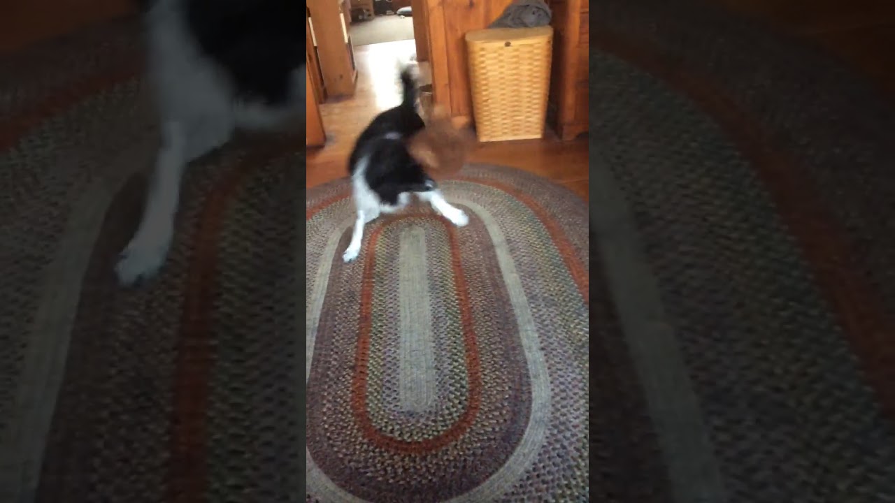 Kyla & Bear - YouTube