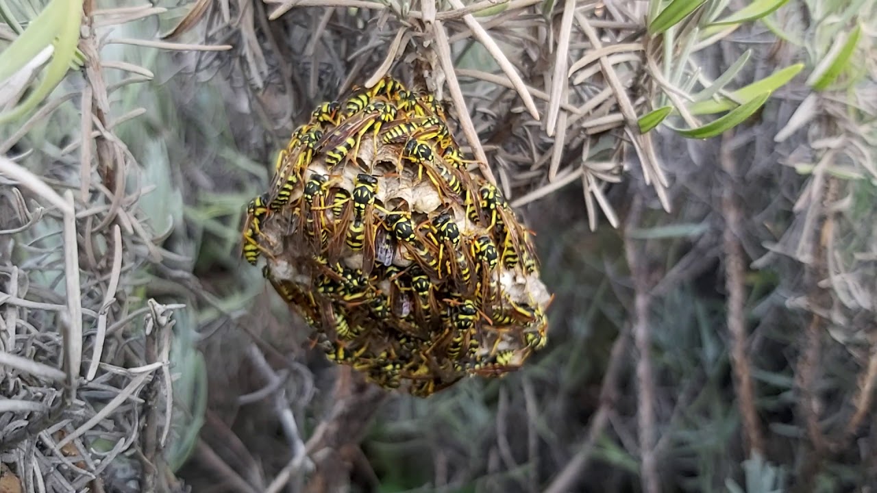 Viespi in tufa de lavanda - YouTube