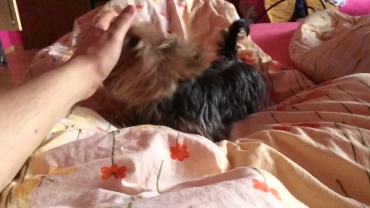 Angry yorkshire terrier is playing with my hand - YouTube