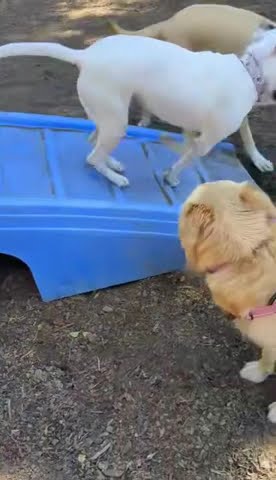Adoptable Rescue Dog - Jo-Jo #adoptme #shorts - YouTube