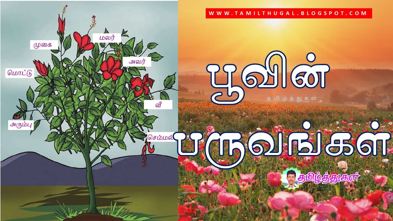 பூவின் பருவங்கள் வகுப்பு 6 POOVIN PARUVANGAL SIXTH TAMIL - YouTube