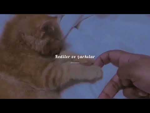 Yaşlı amca - kediler ve şarkılar sözleri (lyrics)