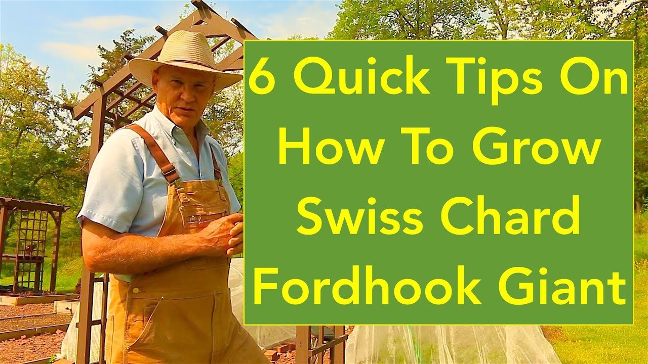 6 Quick Tips On How To Grow Swiss Chard Fordhook Giant In Your Garden ...