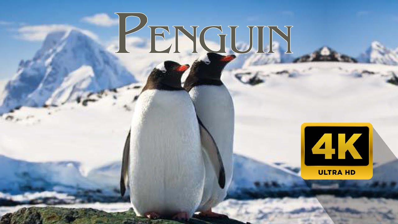 Amazing Scene of GENTOO PENGUIN 4K - Scenic Relaxation Film - YouTube
