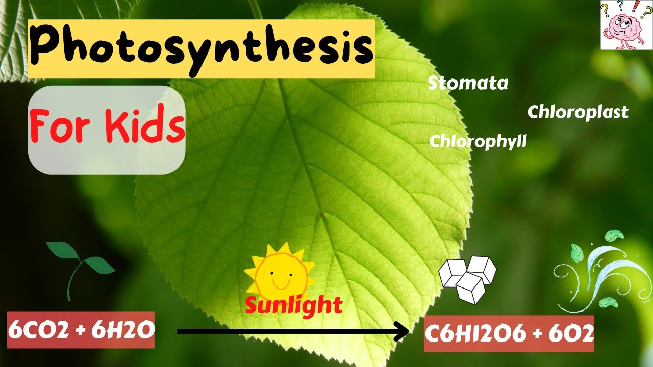Photosynthesis Process For Kids