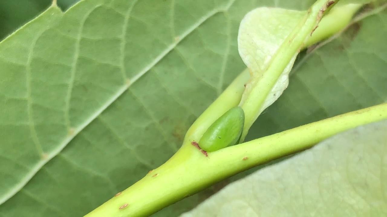 Common lime - twig & buds close up - June 2020 - YouTube