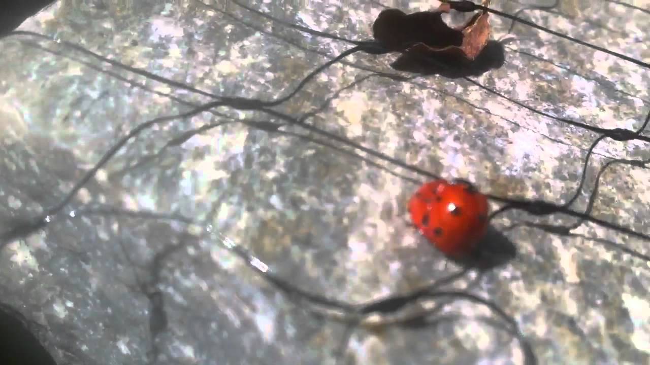 Ladybugs mating - YouTube