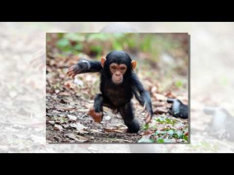 Andre Brasseur - The Monkey - YouTube